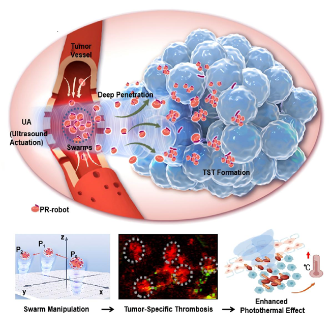 Researchers Develop Ultrasound-driven Bacteria-cell Biorobot for Cancer ...