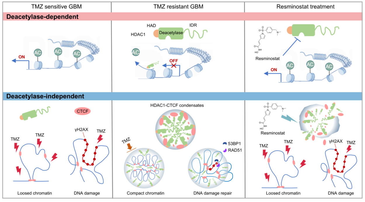 Nature Chemical Biology----Shenzhen Institutes of Advanced Technology